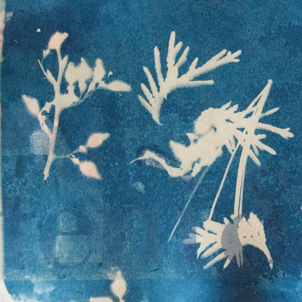6125 Cyanotypes Workshop 15 Adult - Class Detail - Sawtooth School for ...